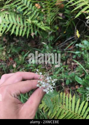 white boneset (Eupatorium album) Plantae Stock Photo - Alamy