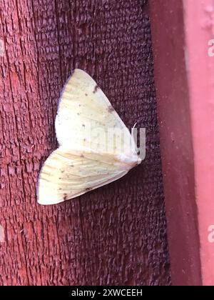 Sulphur Moth (Hesperumia sulphuraria) Insecta Stock Photo - Alamy