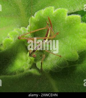 Common Meadow Katydids (Conocephalini) Insecta Stock Photo - Alamy