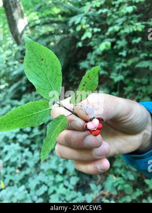 western burning bush (Euonymus occidentalis Stock Photo - Alamy