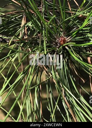 Chinese red pine (Pinus tabuliformis) Plantae Stock Photo - Alamy