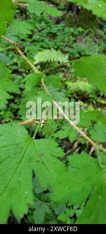 canyon gooseberry (Ribes menziesii), Plantae, Pescadero Creek County ...