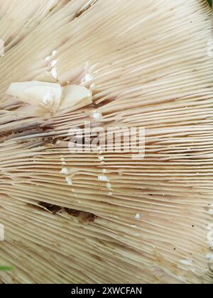 Ugly Milkcap (Lactarius turpis) Fungi Stock Photo - Alamy