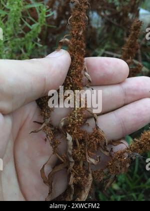 Golden Dock (Rumex maritimus) Plantae Stock Photo - Alamy