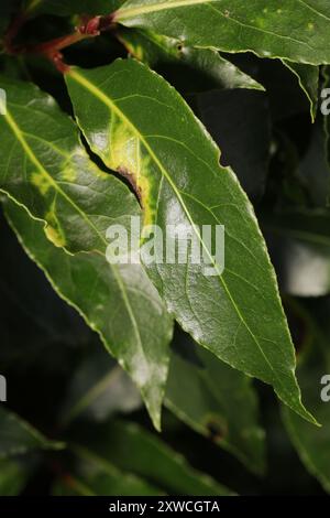 Bay Sucker (Lauritrioza alacris) Insecta Stock Photo - Alamy