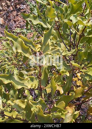 Magic Gwarrie (Euclea divinorum) Plantae Stock Photo - Alamy