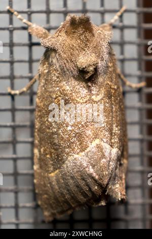 Stalk Borer Moth (Papaipema nebris) Insecta Stock Photo - Alamy
