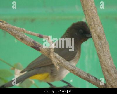 Northern Dark-capped Bulbul (Pycnonotus barbatus tricolor) Aves Stock ...