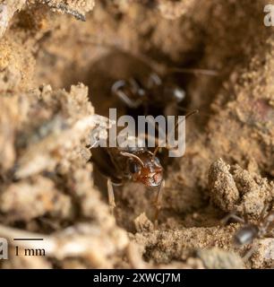 Crazy Pyramid Ant (Dorymyrmex insanus) Insecta Stock Photo - Alamy