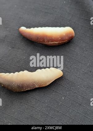 Snakehead Cowrie (Monetaria caputserpentis) Mollusca Stock Photo - Alamy
