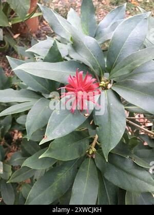 Florida Anise (Illicium floridanum) Plantae Stock Photo - Alamy