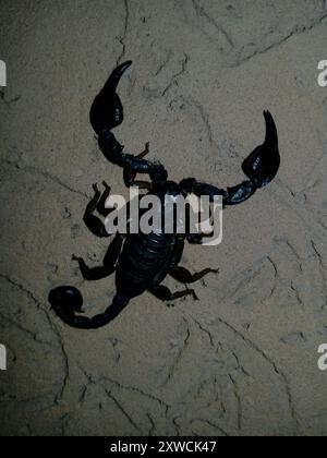 Small Wood-scorpions (Euscorpius) Arachnida Stock Photo - Alamy