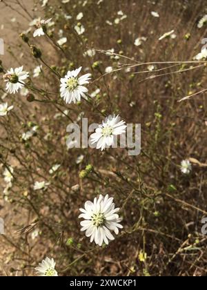 Hayfield Tarweed (Hemizonia congesta) Plantae Stock Photo - Alamy