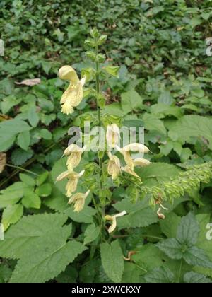 Sticky Sage (Salvia glutinosa) Plantae Stock Photo - Alamy