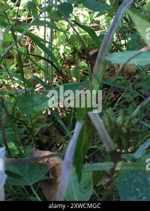 Gray's sedge (Carex grayi) Plantae Stock Photo - Alamy