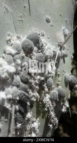 true cochineal bug (Dactylopius coccus) Insecta Stock Photo - Alamy