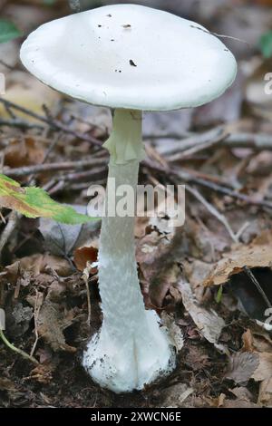 Amanita Sect. Phalloideae (Phalloideae) Fungi Stock Photo - Alamy