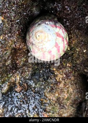 Purple Topshell (Steromphala umbilicalis) Mollusca Stock Photo - Alamy