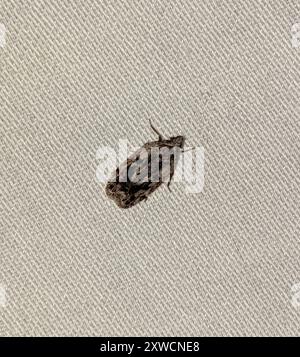 Flat-bodied moths (Depressariidae) Insecta Stock Photo - Alamy