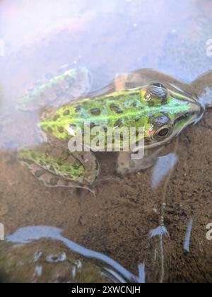 Indus Valley Bullfrog (Hoplobatrachus tigerinus) Amphibia Stock Photo ...