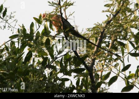 Common Redface Mousebird (Urocolius indicus transvaalensis) Aves Stock ...