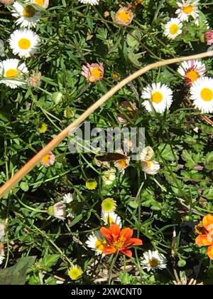 Field Crescent (Phyciodes pulchella) Insecta Stock Photo - Alamy
