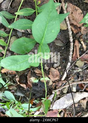 Seneca snakeroot (Polygala senega) Plantae Stock Photo - Alamy