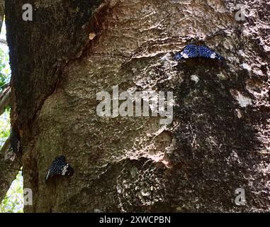 Red Cracker (Hamadryas amphinome) Insecta Stock Photo - Alamy
