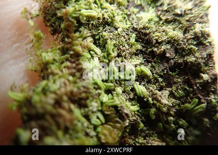 (Radula bolanderi) Plantae Stock Photo - Alamy