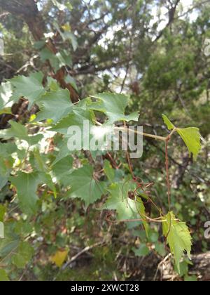 sweet mountain grape (Vitis monticola) Plantae Stock Photo - Alamy
