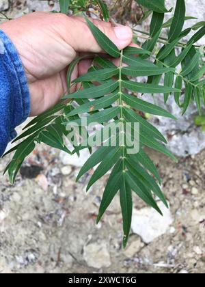 Prairie flameleaf sumac (Rhus lanceolata) Plantae Stock Photo - Alamy