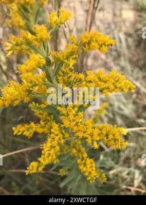 southern late goldenrod (Solidago altissima pluricephala) Plantae Stock ...