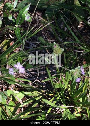 Tall Elephant's-foot (Elephantopus elatus) Plantae Stock Photo - Alamy