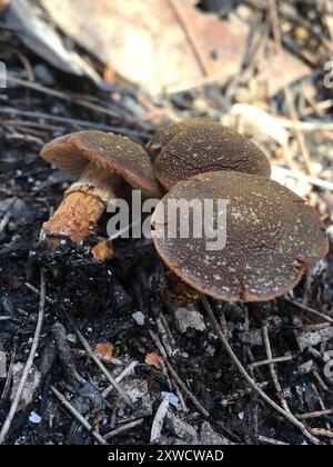(Descolea recedens) Fungi Stock Photo - Alamy