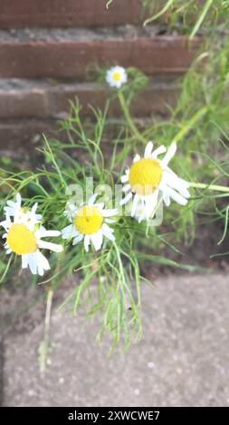 scentless mayweed (Tripleurospermum inodorum) Plantae Stock Photo - Alamy