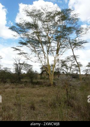 fever tree (Vachellia xanthophloea), Plantae, Бангкок, Таиланд Stock ...