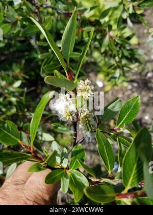 red willow (Salix laevigata) Plantae Stock Photo - Alamy