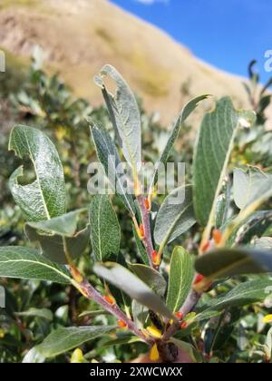 red willow (Salix laevigata) Plantae Stock Photo - Alamy