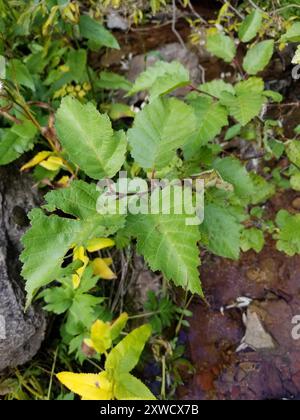 grey alder (Alnus incana) Plantae Stock Photo - Alamy