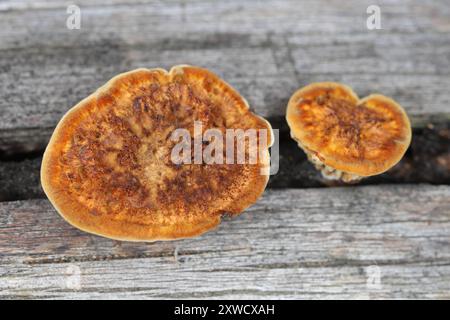 Fungus rusty gilled polypore (Gloeophyllum sepiarium) colonized by ...