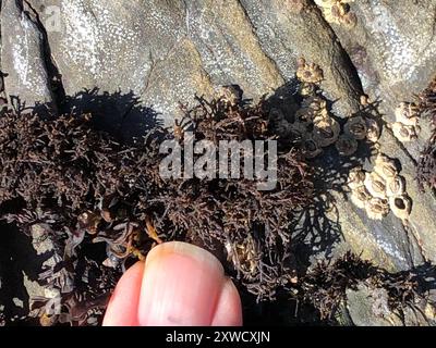 Scouring-pad alga (Endocladia muricata) Plantae Stock Photo - Alamy