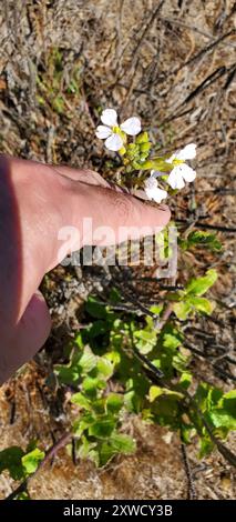 Jointed Charlock (Raphanus raphanistrum) Plantae Stock Photo - Alamy