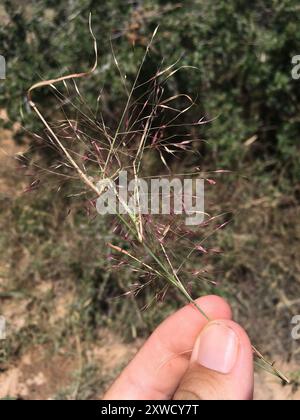 Bush Muhly (Muhlenbergia porteri) Plantae Stock Photo - Alamy