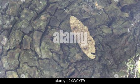 Common Owl Moth (Erebus macrops) camouflaged on tree trunk, Mabira ...