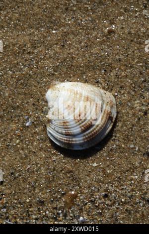 Striped Venus (Chamelea striatula) Mollusca Stock Photo - Alamy