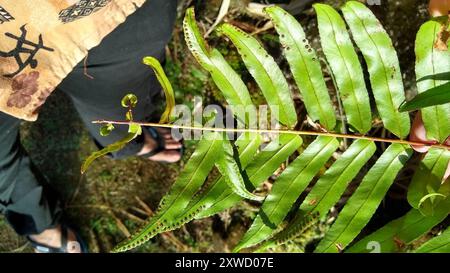 Broad Sword Fern (Nephrolepis biserrata) Plantae Stock Photo - Alamy