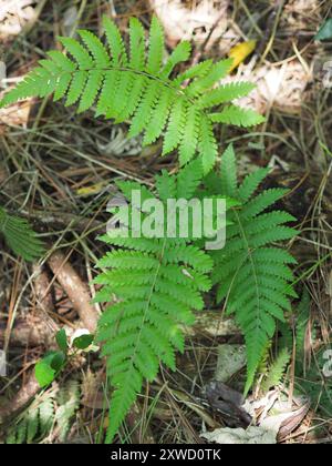 Parasitic Tri-vein Fern (Christella parasitica) Plantae Stock Photo - Alamy