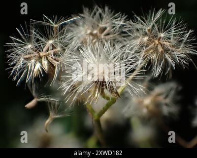 little ironweed (Cyanthillium cinereum) Plantae Stock Photo - Alamy