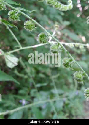 virginia stickseed (Hackelia virginiana) Plantae Stock Photo - Alamy
