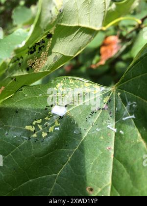 Redbud Leaffolder Moth (Fascista cercerisella Stock Photo - Alamy